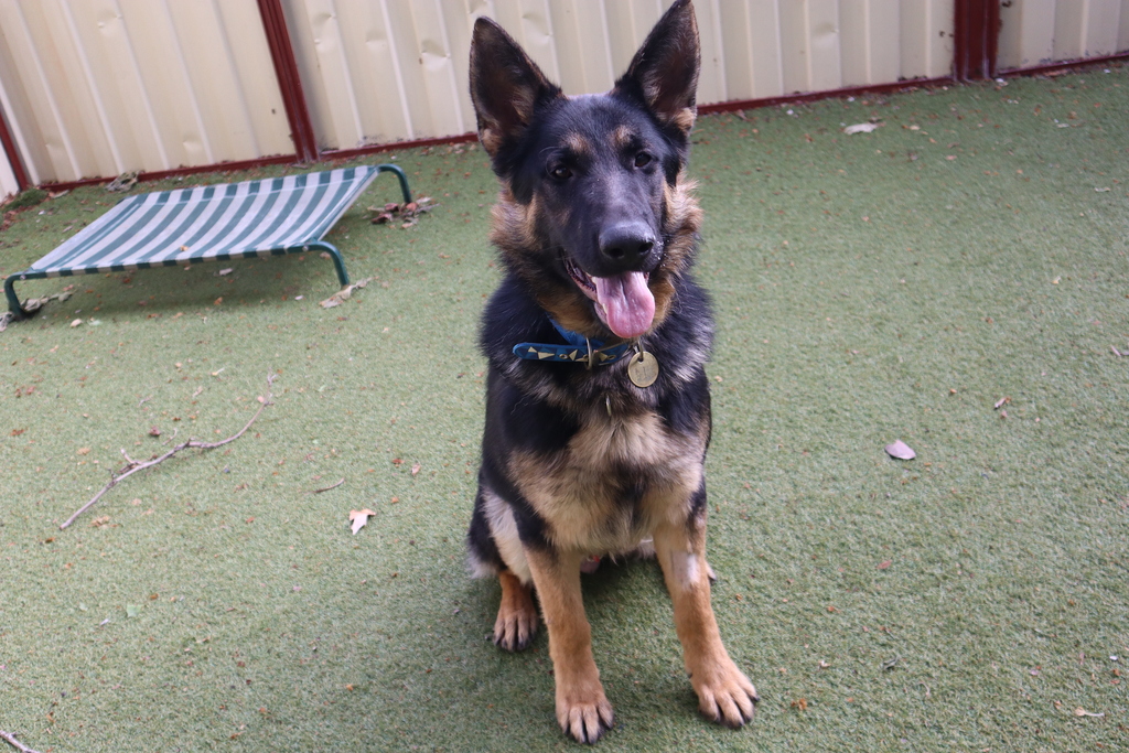 Napoleon - Large Male German Shepherd Mix Dog in VIC - PetRescue