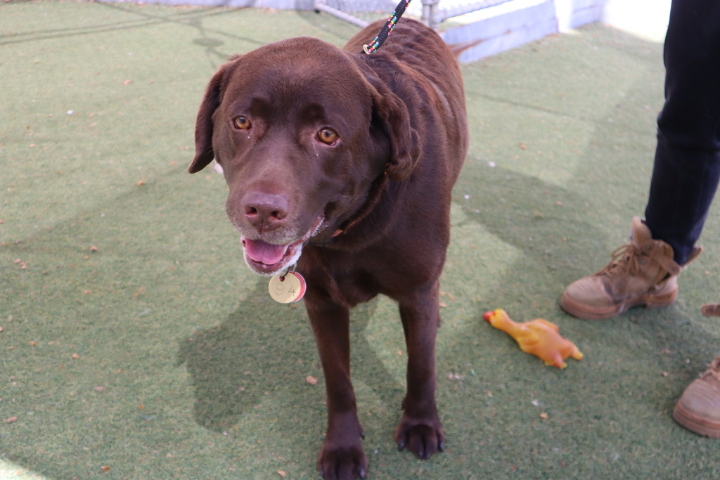 Ivy - Large Female Labrador Mix Dog in VIC - PetRescue
