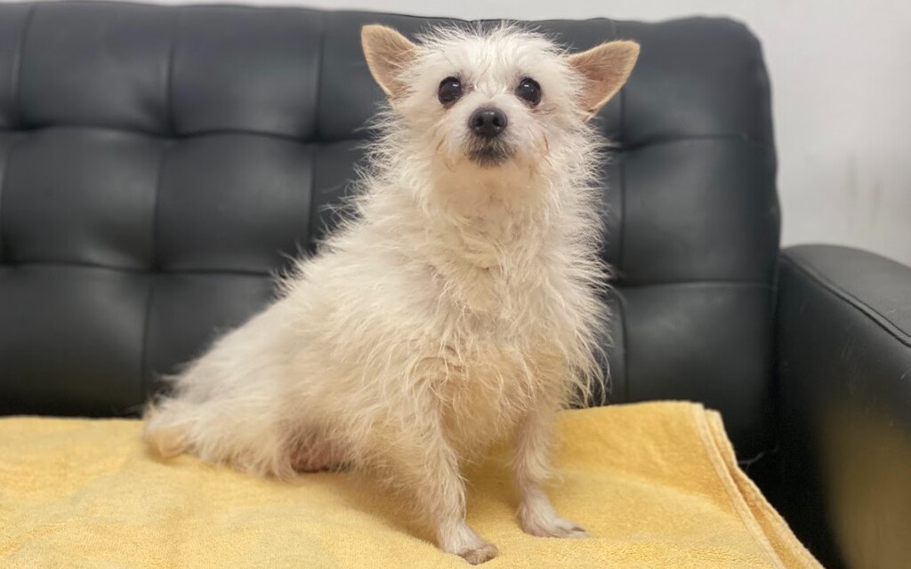 Charlotte - Small Female Terrier Mix Dog in VIC - PetRescue