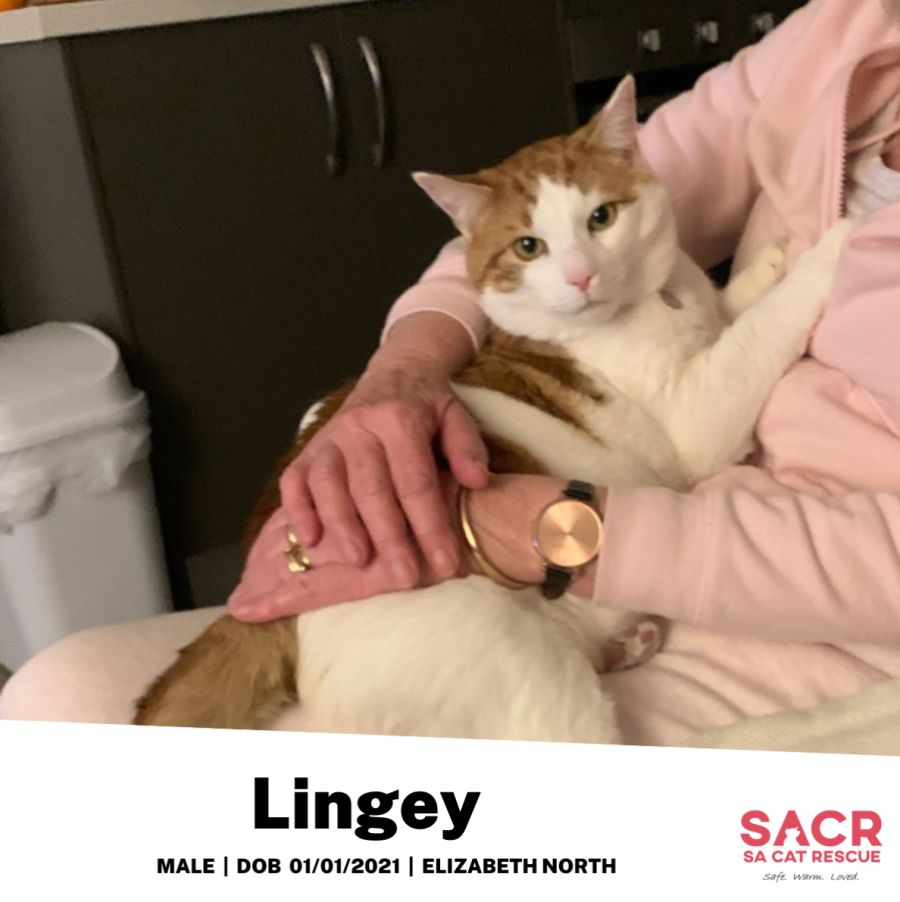 Lingey - Male Domestic Short Hair Cat in SA - PetRescue