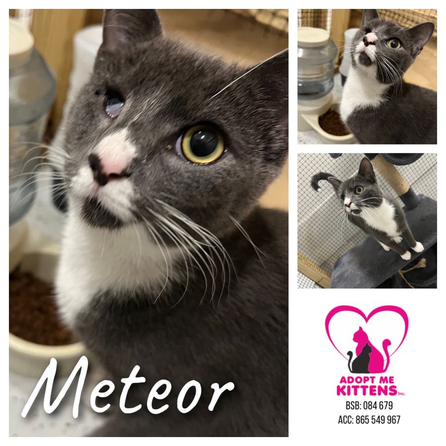 Meteor - Male Domestic Short Hair Cat in QLD - PetRescue
