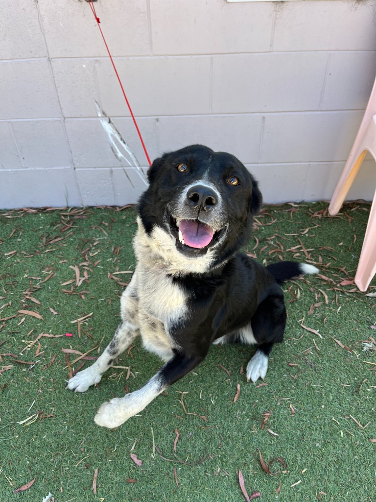 Buddy - Large Male Border Collie Dog in NSW - PetRescue