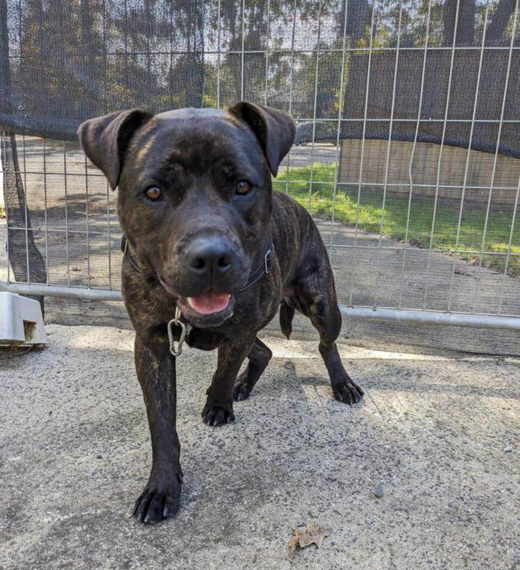 Mookie - Large Male Staffy Mix Dog in VIC - PetRescue
