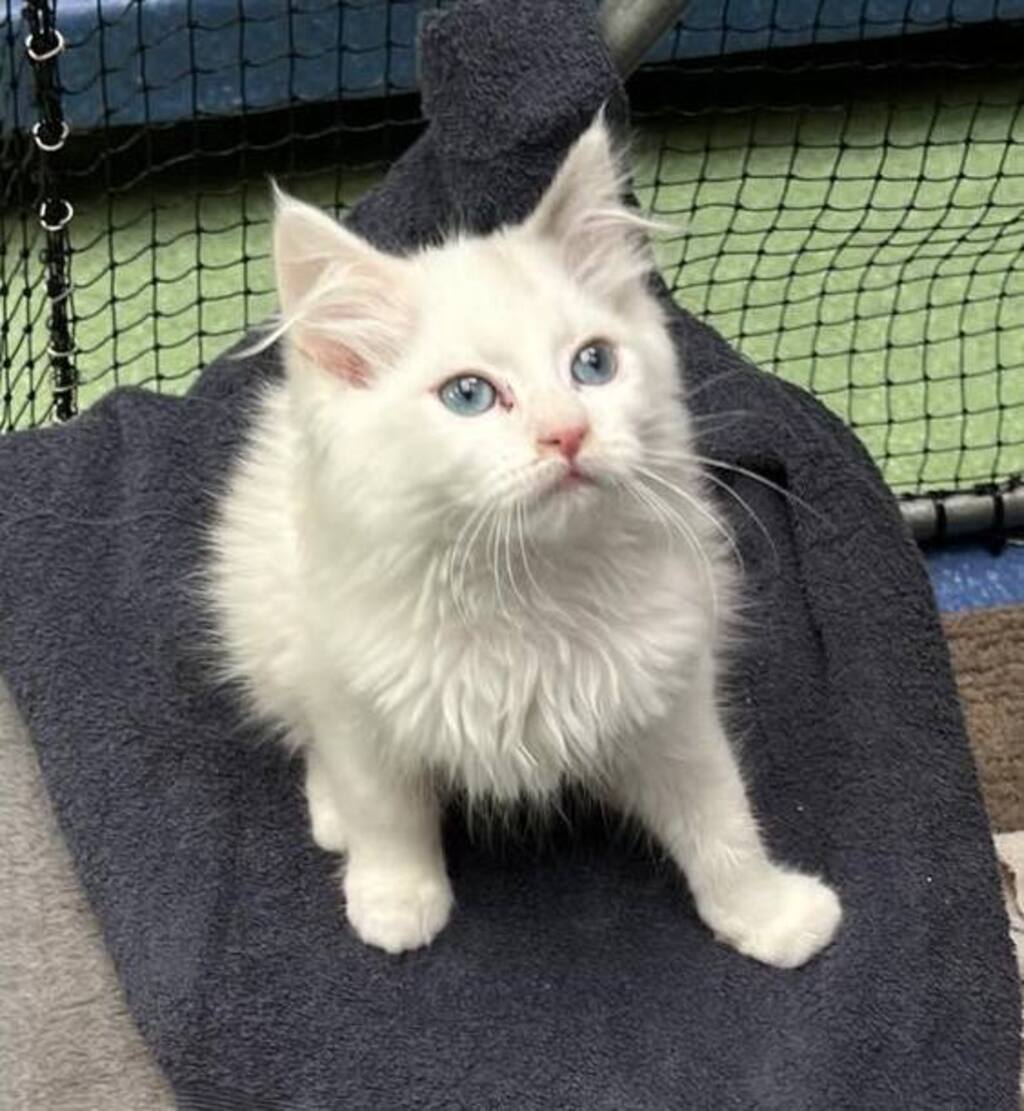 Cappuccino - Female Manx Mix Cat in QLD - PetRescue