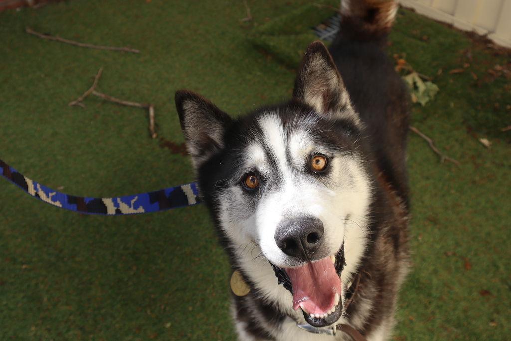 Magic Mike - Large Male Siberian Husky Mix Dog in VIC - PetRescue
