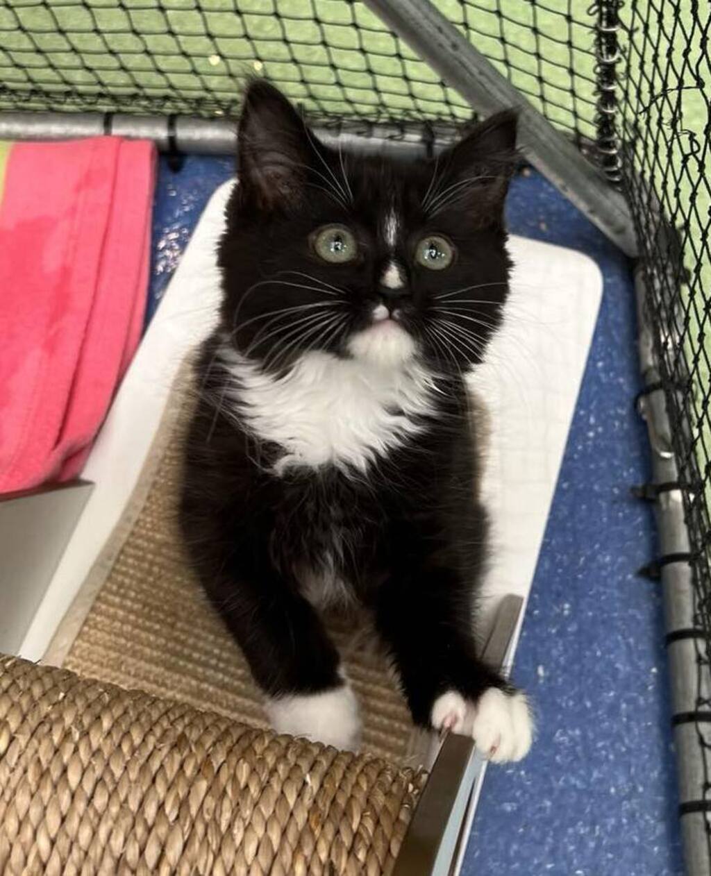 Piccolo - Male Manx Mix Cat in QLD - PetRescue