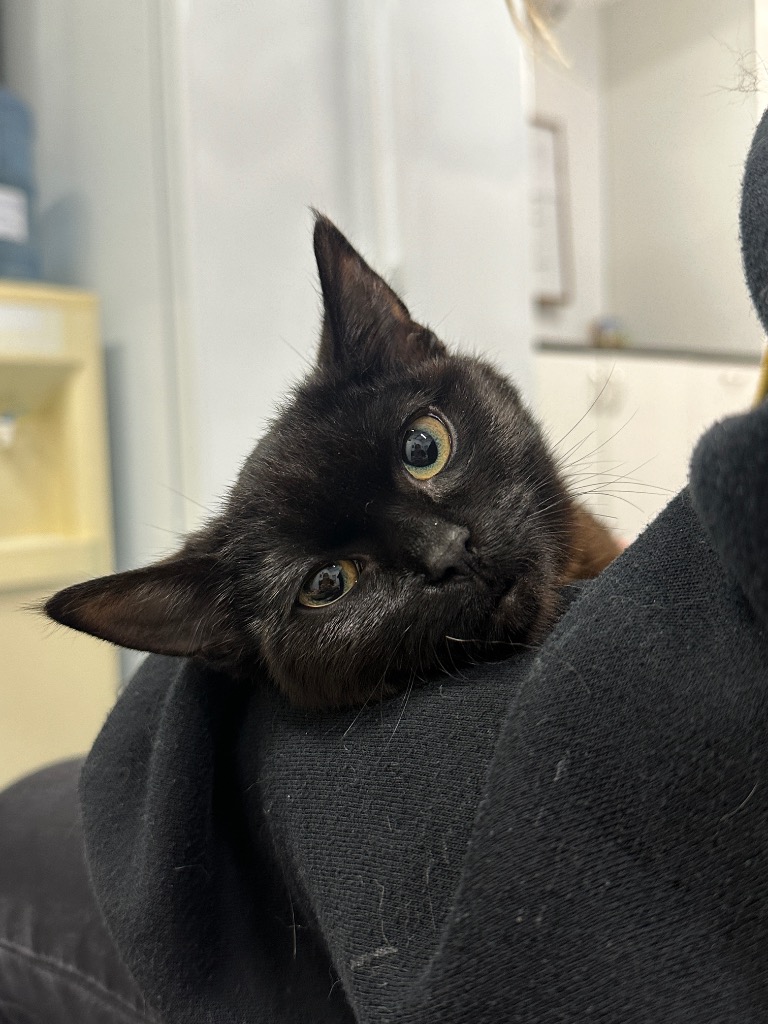 Tinky - Female Domestic Short Hair Cat in TAS - PetRescue