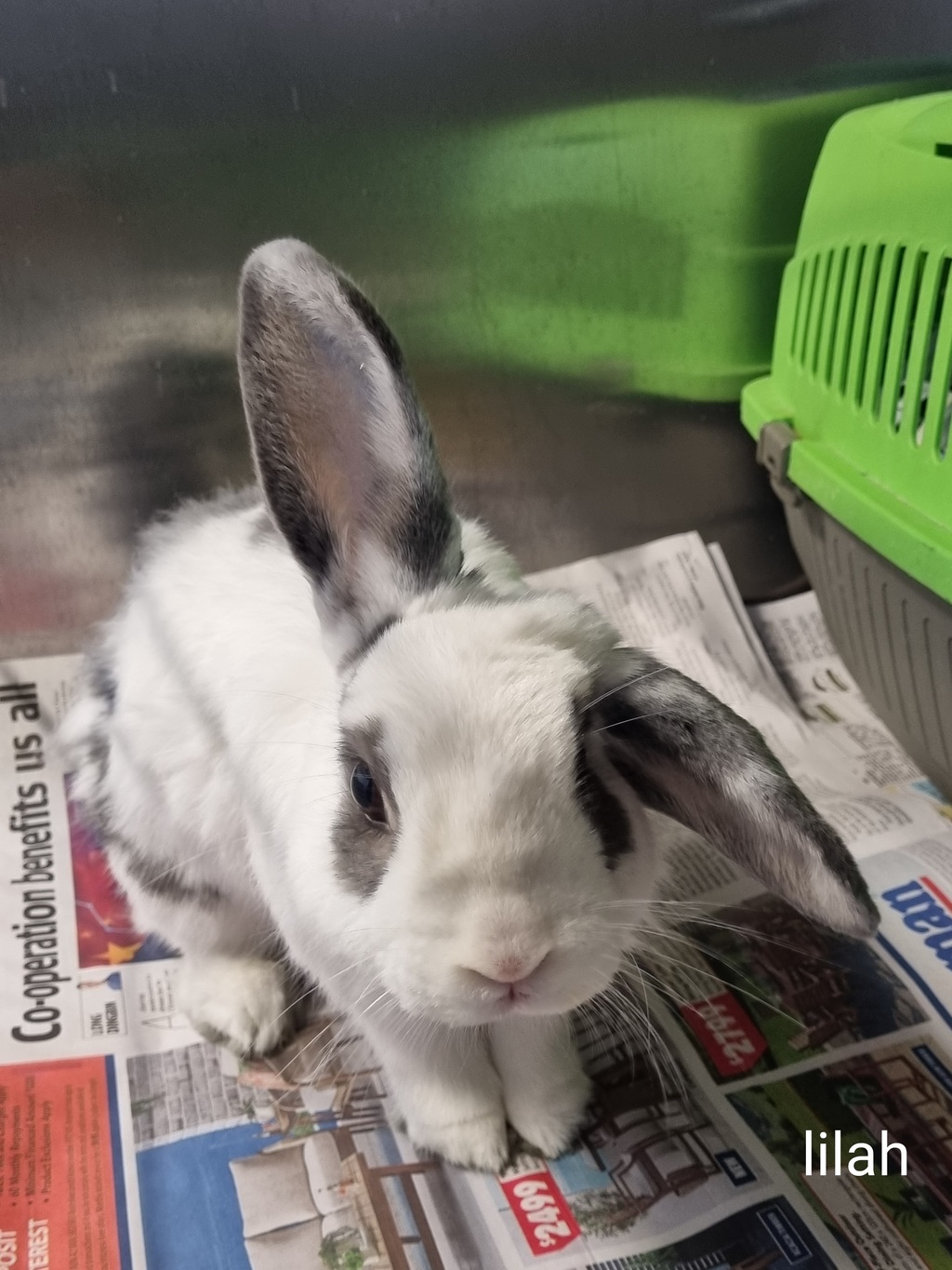 Lilah - Female Bunny Rabbit Mix Rabbit in WA - PetRescue