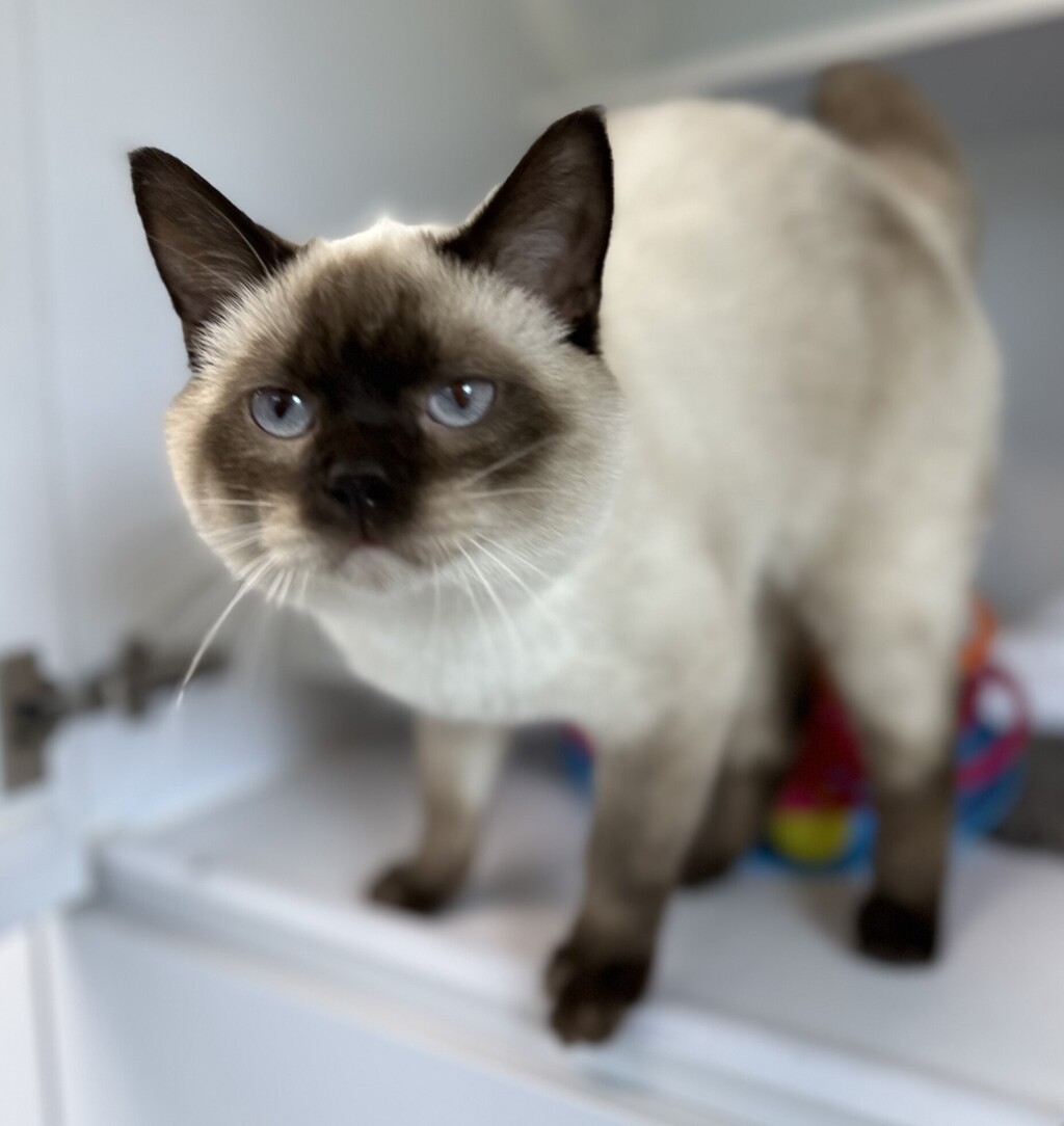 Flea - Male Ragdoll x Siamese Mix Cat in VIC - PetRescue