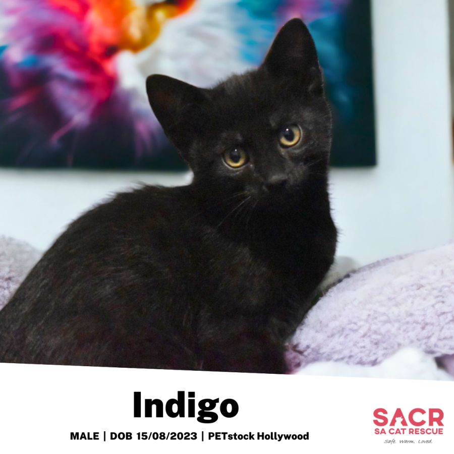 Indigo - Male Domestic Short Hair Cat in SA - PetRescue