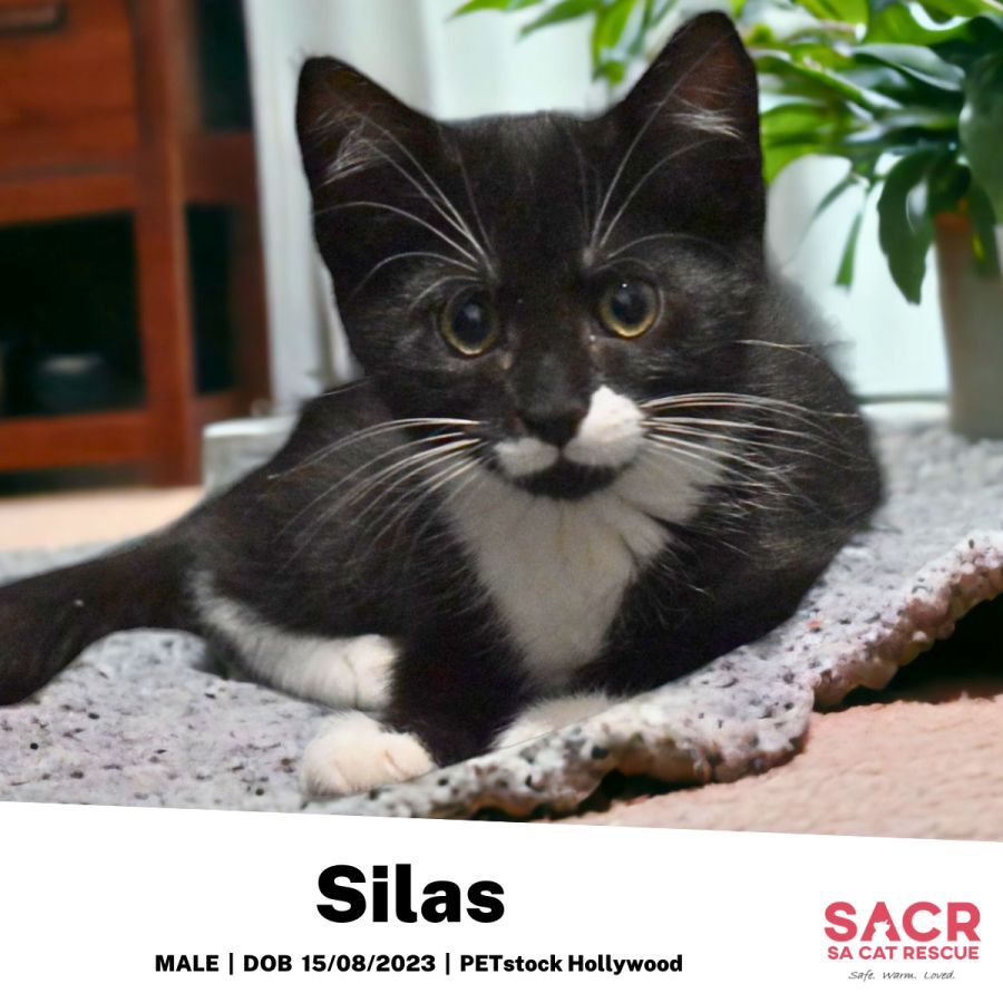 Silas - Male Domestic Short Hair Cat in SA - PetRescue