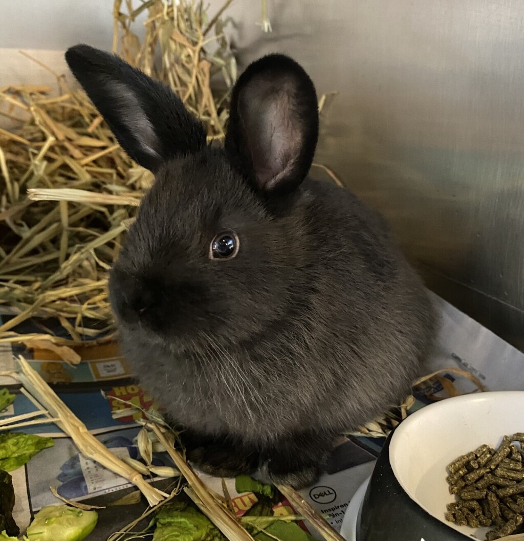 Jenga - Male Havana Rabbit in VIC - PetRescue