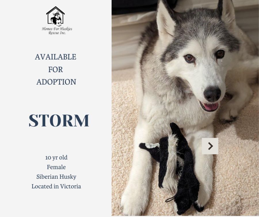 Storm - Medium Female Siberian Husky Dog in VIC - PetRescue