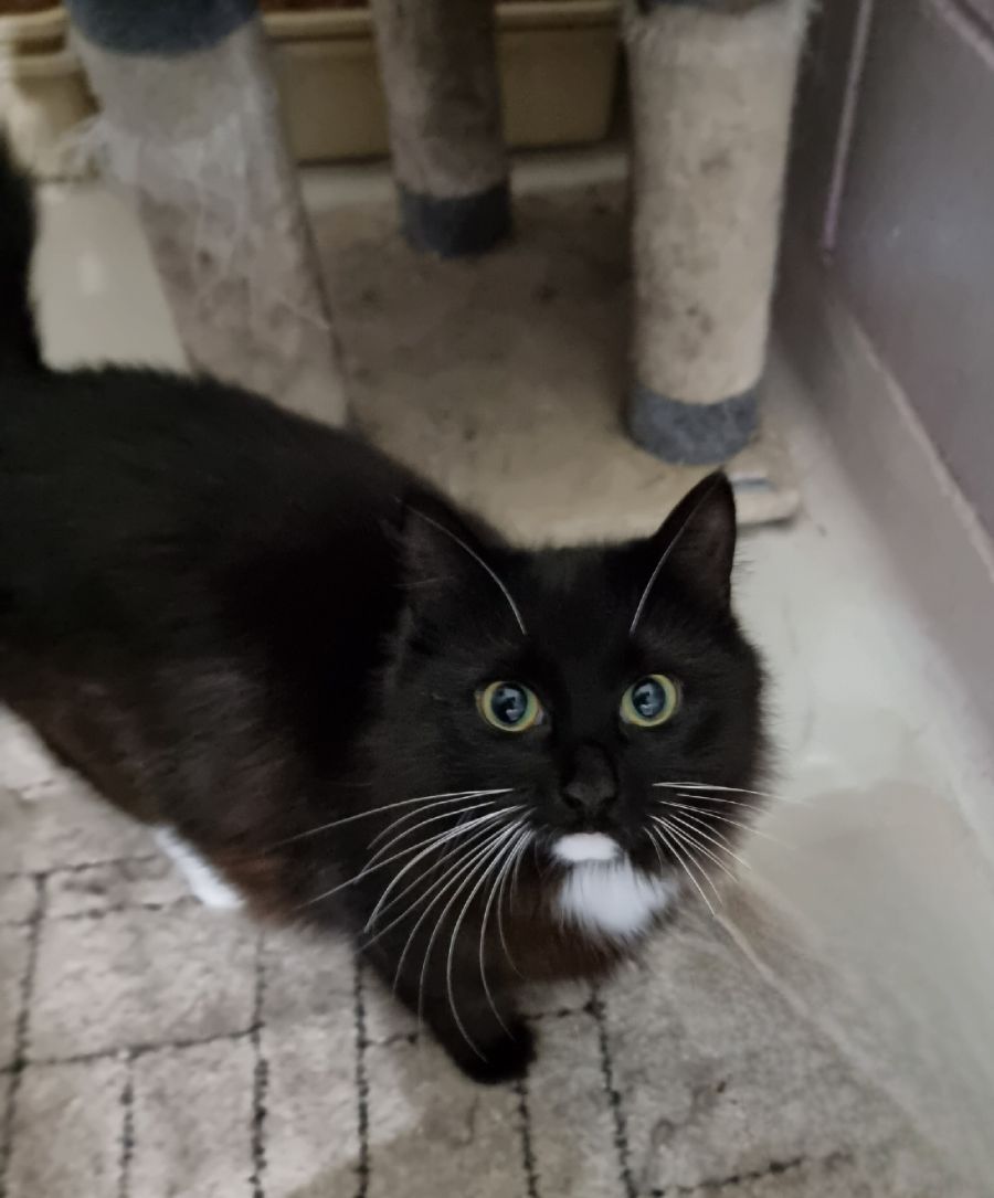 Fantail - Female Domestic Medium Hair Cat in VIC - PetRescue