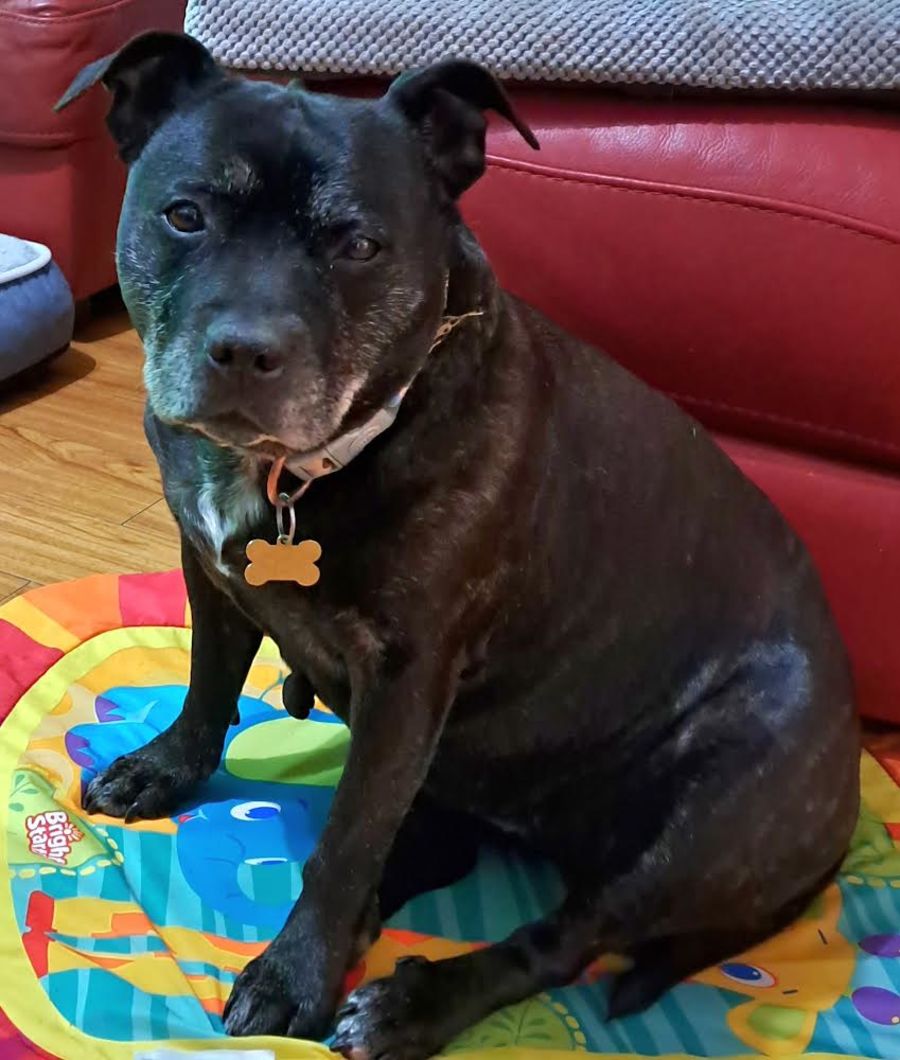 Kichi - Medium Female Staffy Mix Dog in VIC - PetRescue