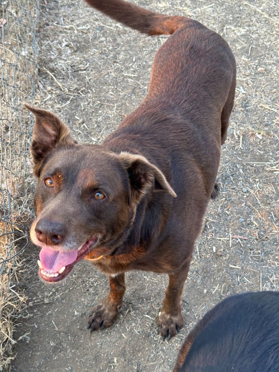 Chester - Medium Male Kelpie x Labrador Mix Dog in QLD - PetRescue