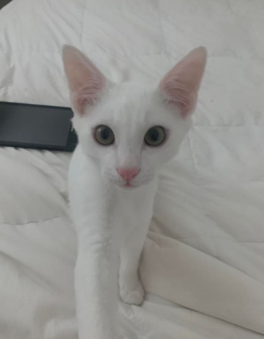 Snowdrop - Male Domestic Short Hair Cat in SA - PetRescue