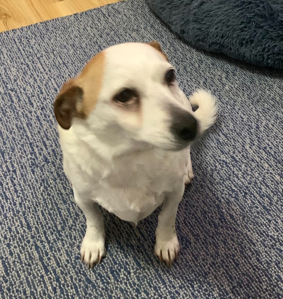 Opi - Small Female Jack Russell Terrier Dog in WA - PetRescue