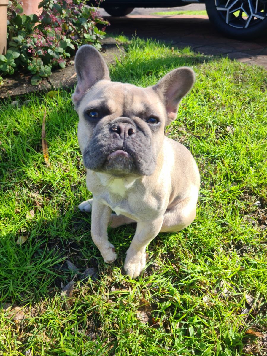 Lani - Small Female French Bulldog Dog in NSW - PetRescue