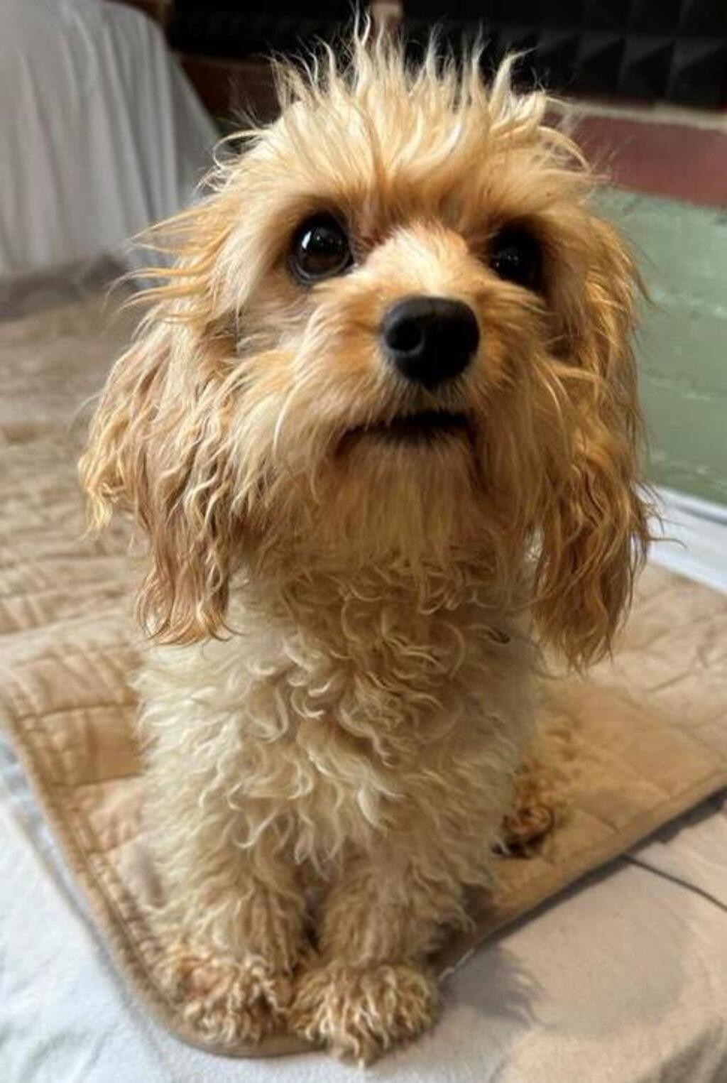 Teddy - Medium Male Cavoodle Dog in VIC - PetRescue