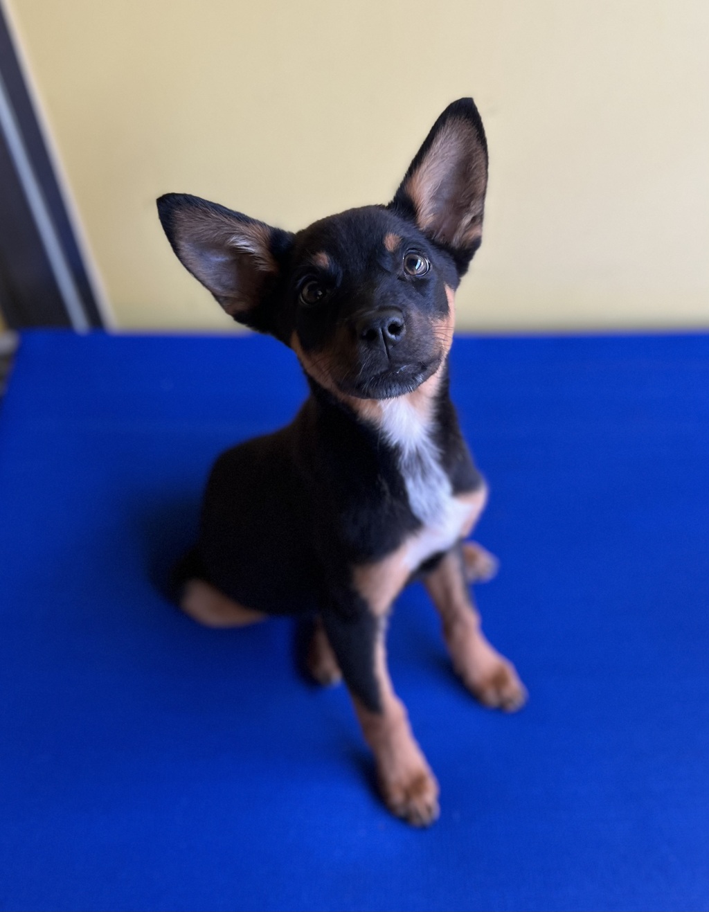 Tilly - Small Female Kelpie Mix Dog in QLD - PetRescue