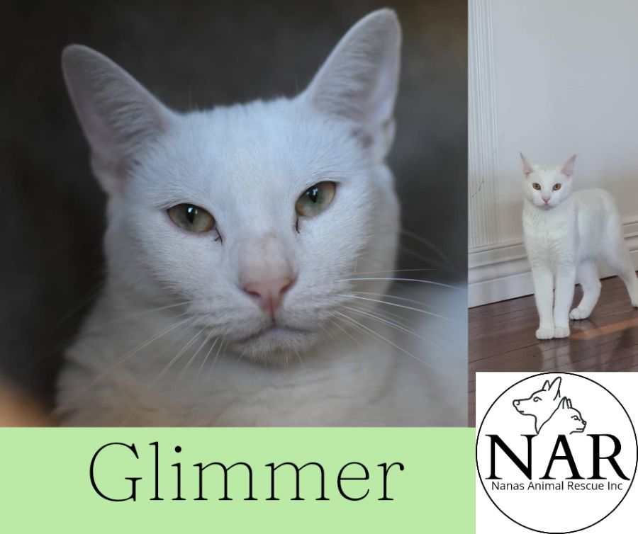 Glimmer - Male Manx Mix Cat in QLD - PetRescue
