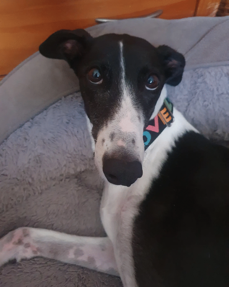 Cee Cee - Large Female Greyhound Dog in NSW - PetRescue