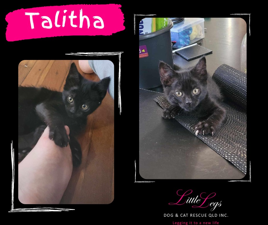 Talitha - Female Domestic Short Hair Cat in QLD - PetRescue
