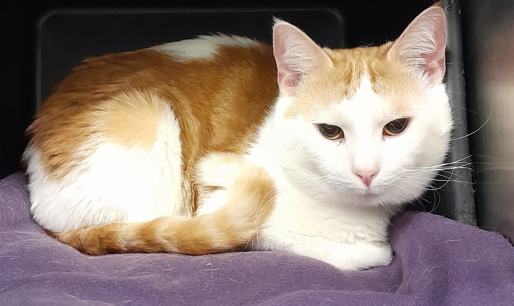 Pheonix - Male Domestic Short Hair Cat in VIC - PetRescue
