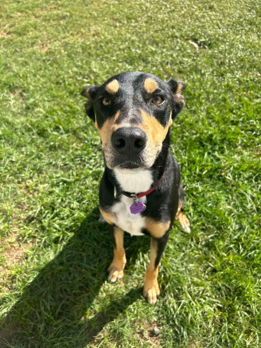Rocco - Medium Male Kelpie Mix Dog in QLD - PetRescue
