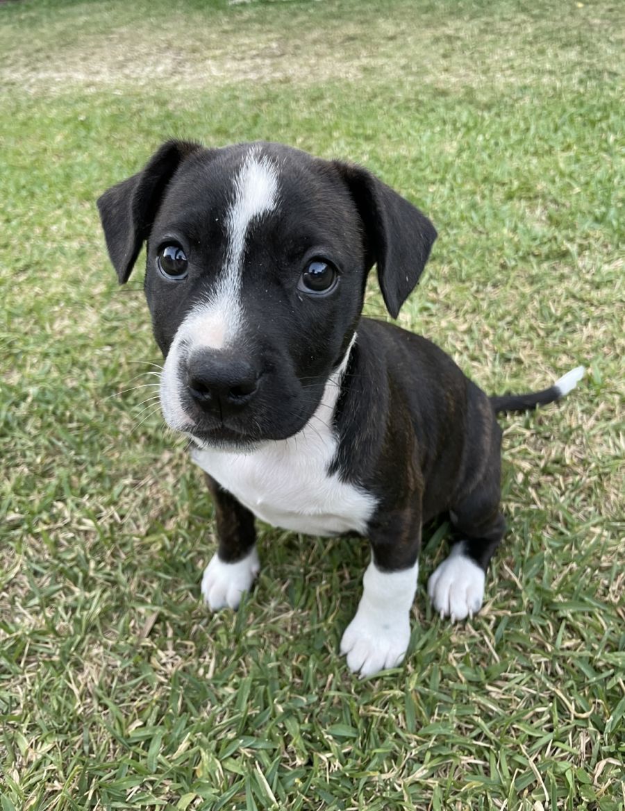Tandoori - Medium Female Staffy Mix Dog in QLD - PetRescue