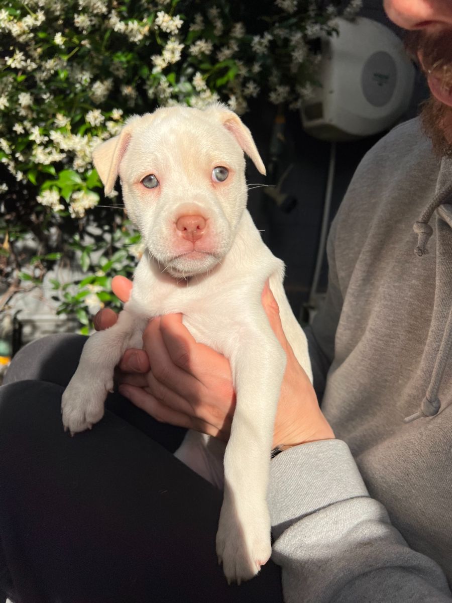 Meringue - Medium Female Mixed Breed Mix Dog in NSW - PetRescue