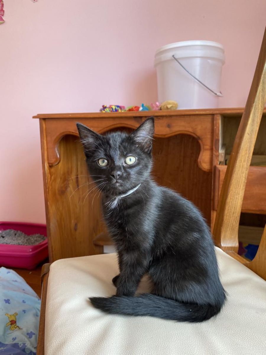 Moondust - Female Domestic Medium Hair Cat in VIC - PetRescue