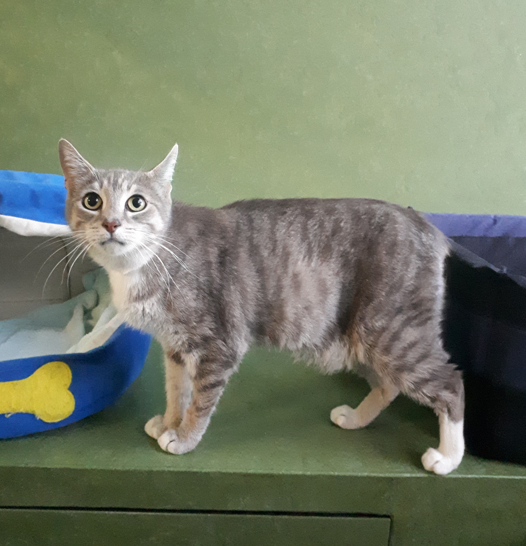 Flash - Female Domestic Short Hair x Manx Mix Cat in VIC - PetRescue