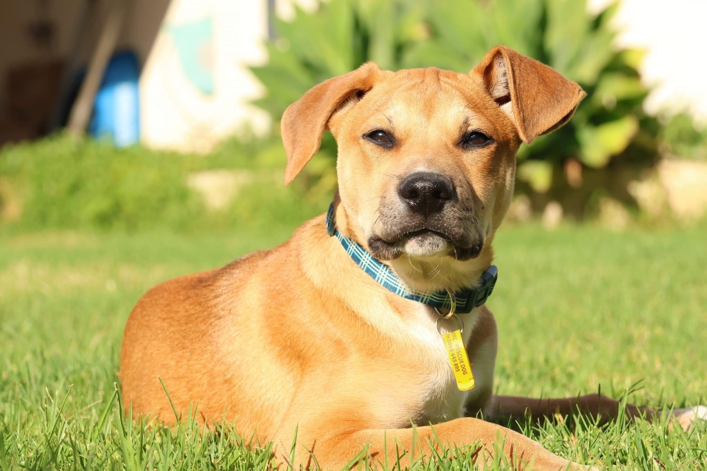 Nigel - Large Male Boxer x Rhodesian Ridgeback Mix Dog in WA - PetRescue