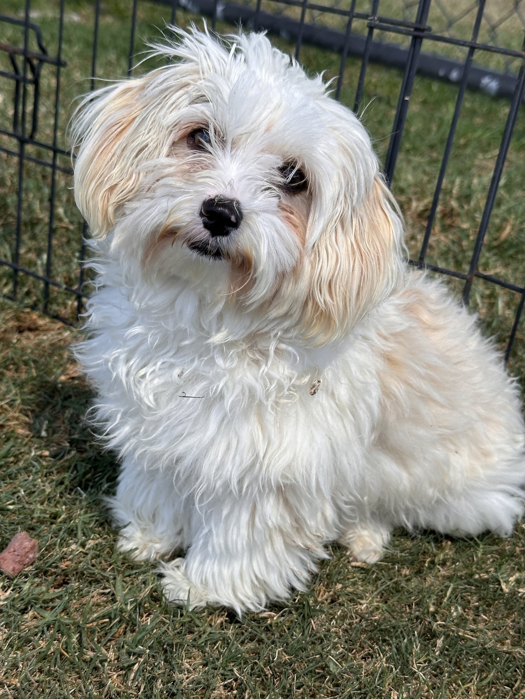 Poppy - Small Female Maltese Terrier Mix Dog in QLD - PetRescue