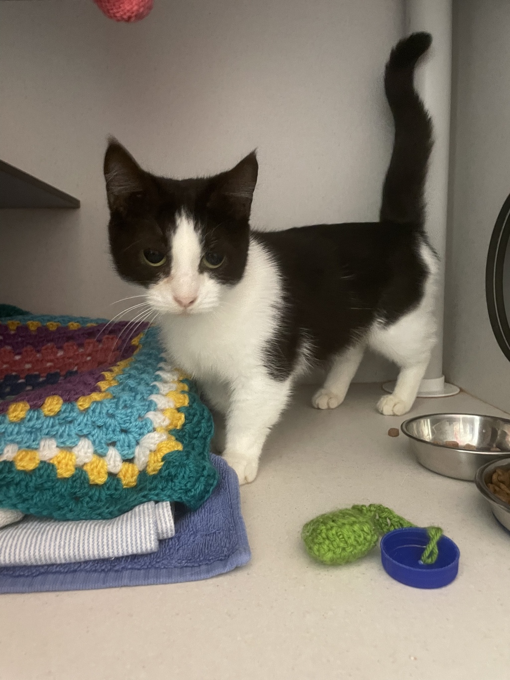 Mishka - Female Munchkin Mix Cat in QLD - PetRescue