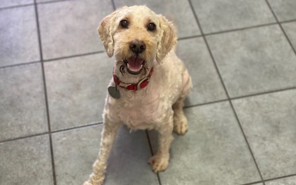Spud - Small Male Spoodle Mix Dog in VIC - PetRescue