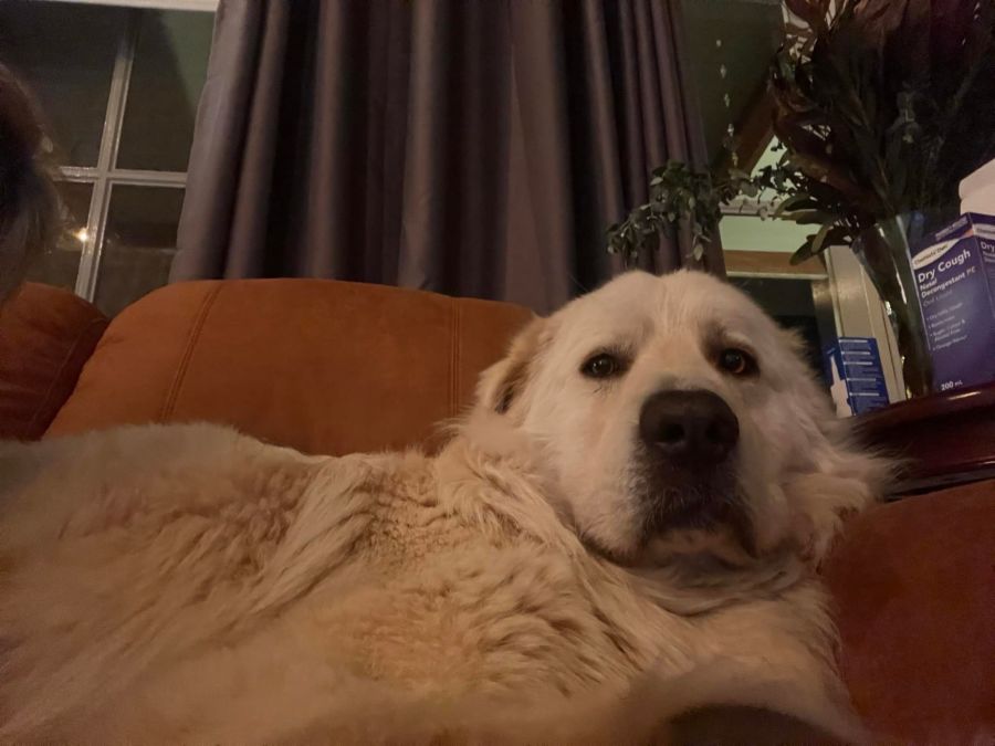 George - Large Male Maremma Sheepdog Dog in VIC - PetRescue