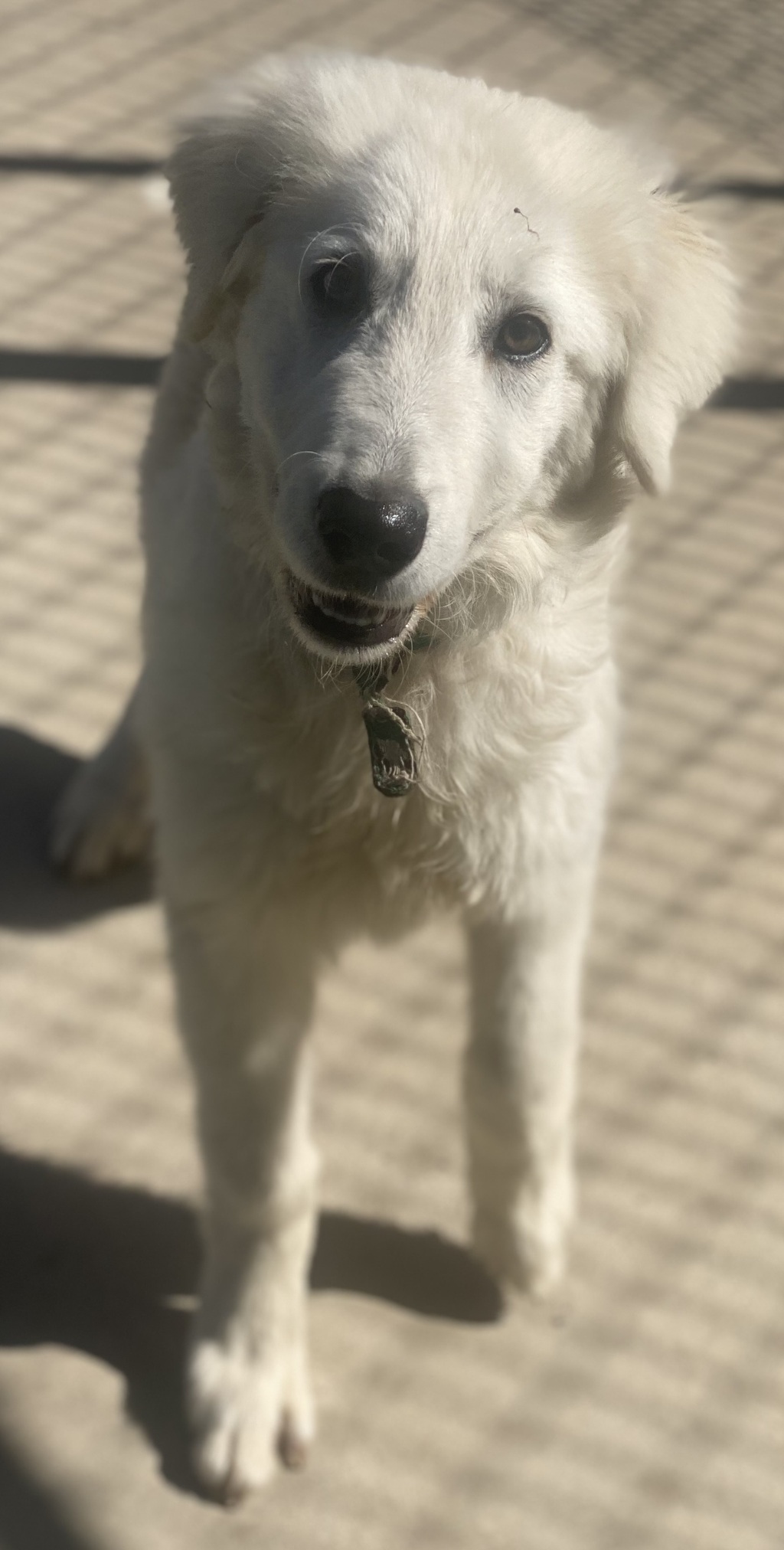 Ken - Large Male Maremma Sheepdog Mix Dog in VIC - PetRescue