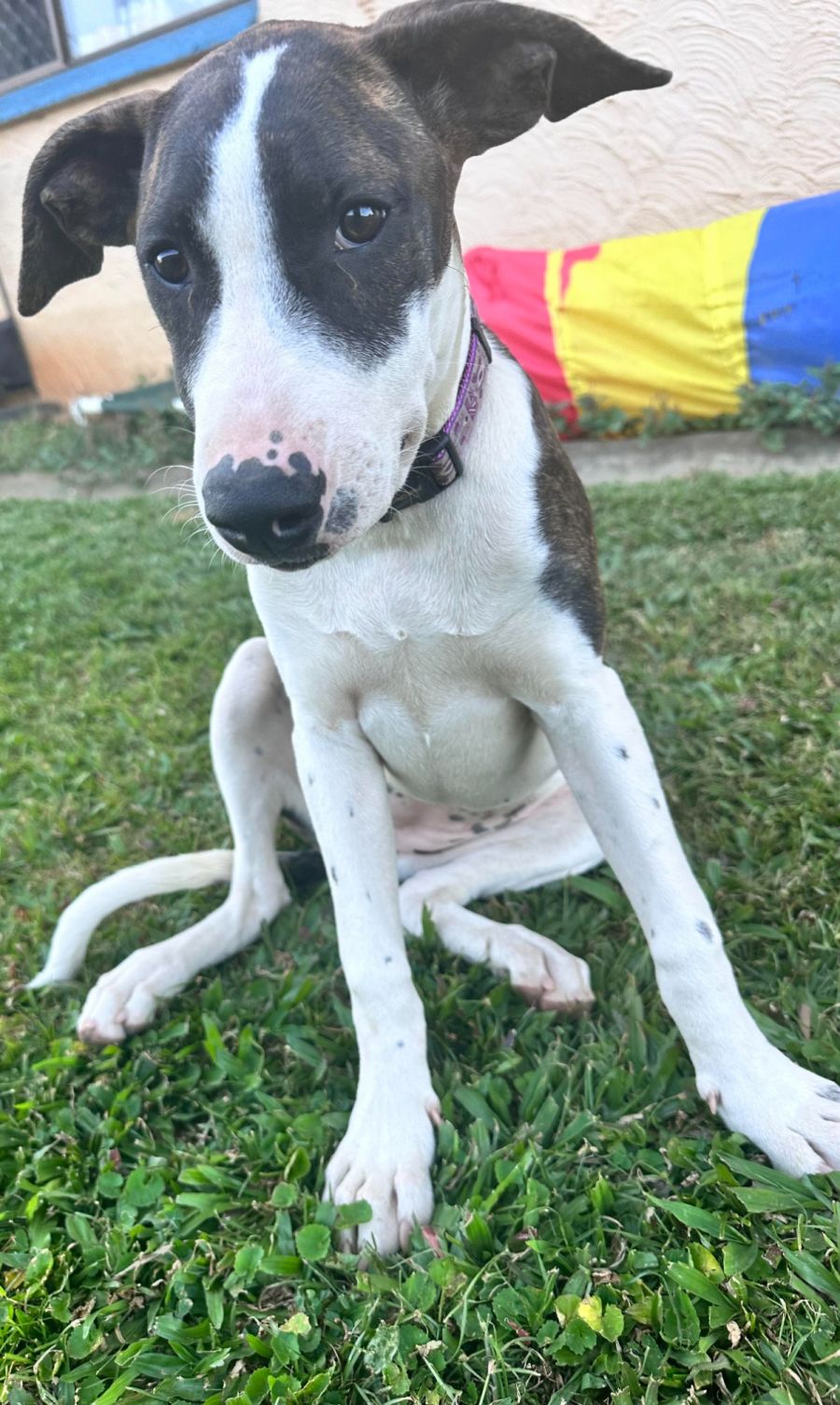 Polly - Medium Female Mixed Breed Dog in QLD - PetRescue