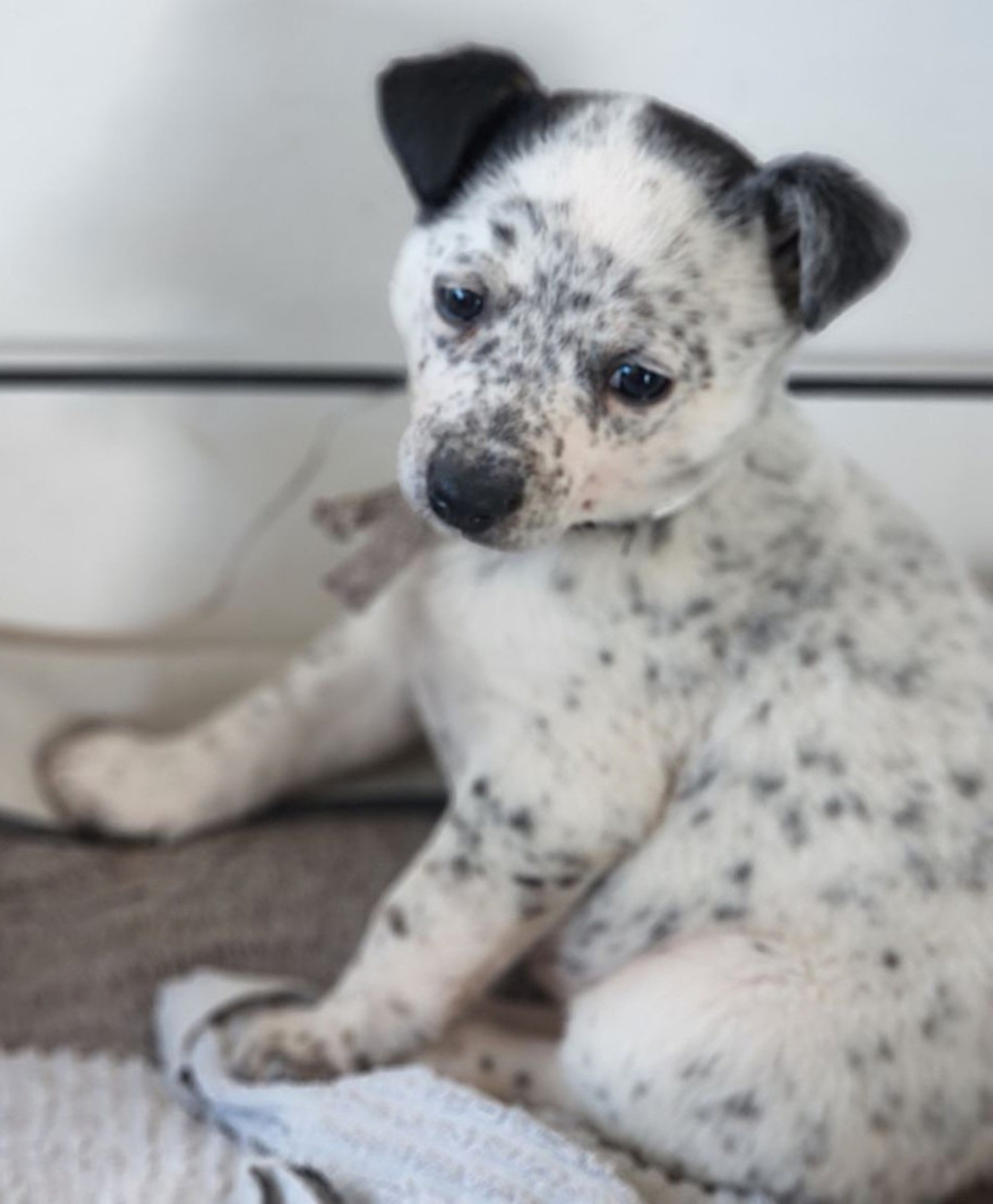 Summer - Medium Female Whippet x Heeler Mix Dog in NSW - PetRescue