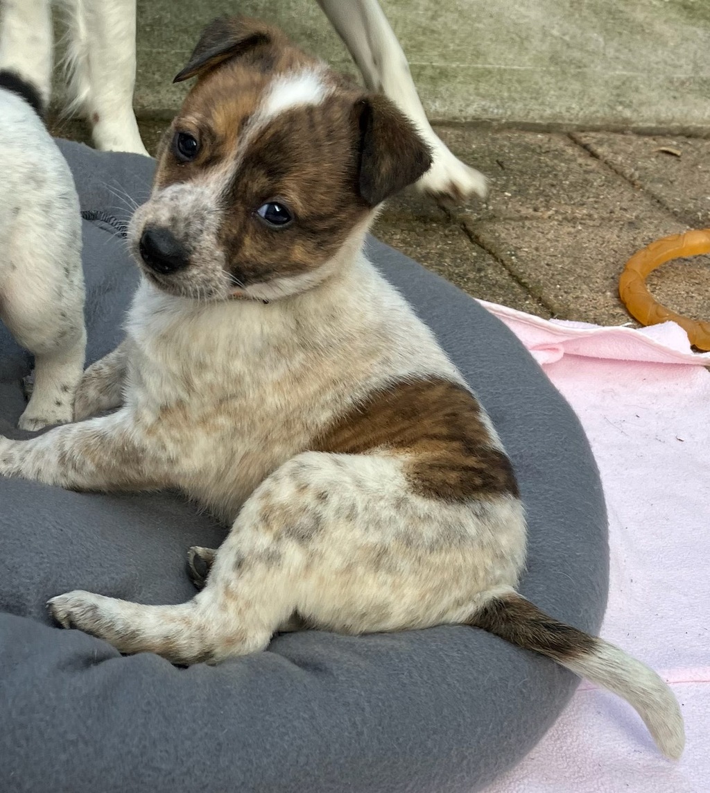 Autumn - Medium Female Whippet x Heeler Mix Dog in NSW - PetRescue