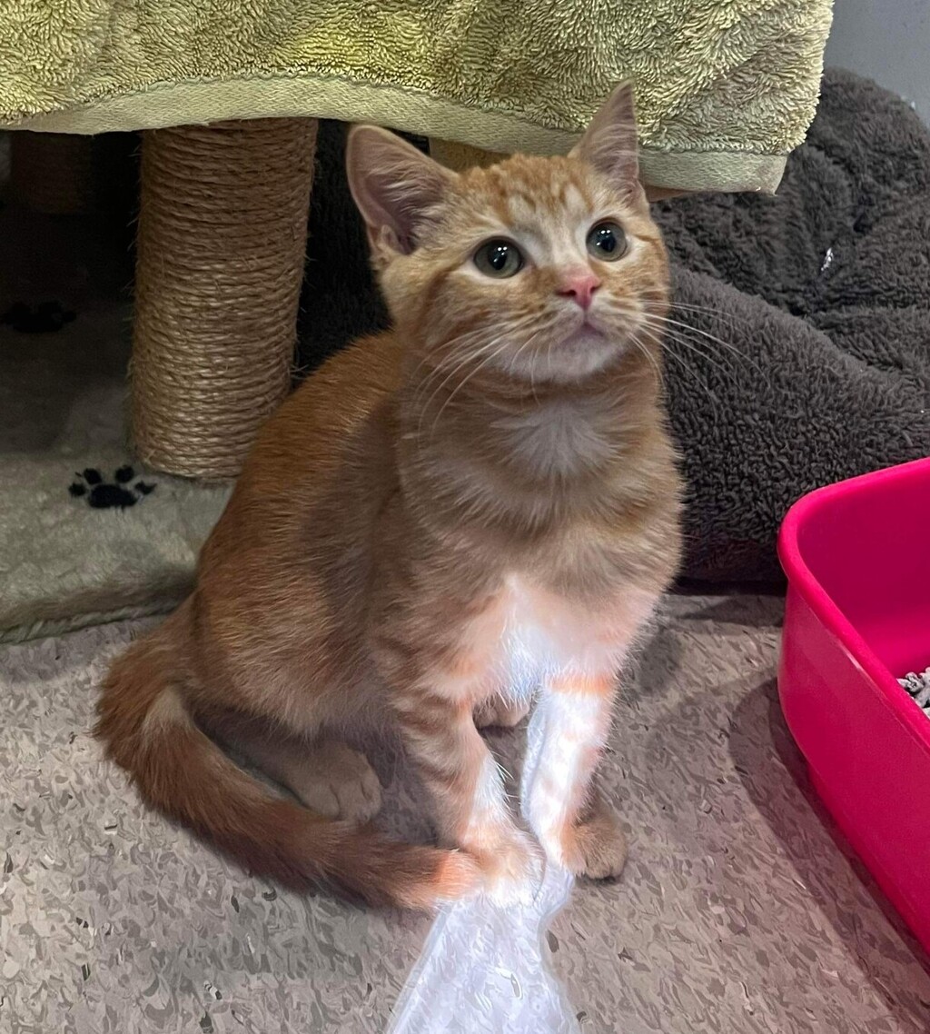 Tiger - Male Domestic Short Hair Mix Cat in NSW - PetRescue