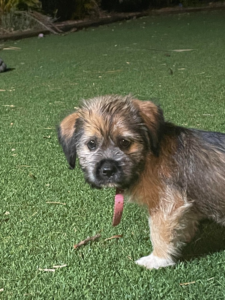 Garnet - Medium Male Rhodesian Ridgeback x Mixed Breed Mix Dog in WA ...