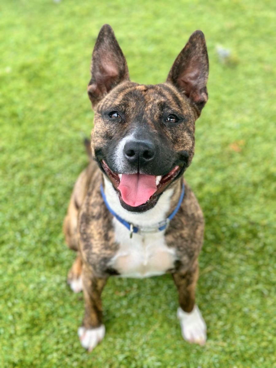 Mishka - Medium Female Staffy Mix Dog in NSW - PetRescue