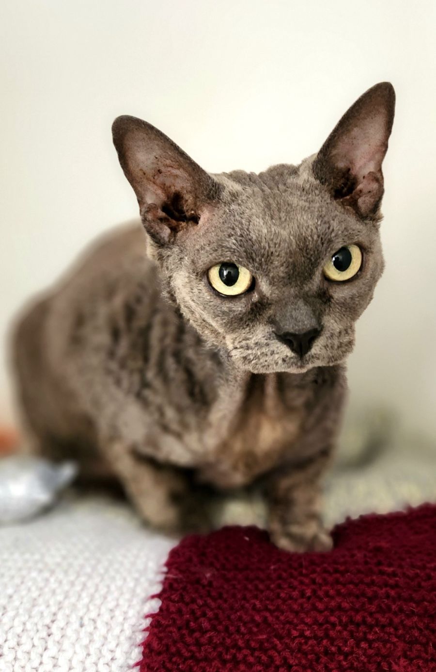 💎 Polly F02645 💎 - Female Devon Rex Cat in VIC - PetRescue