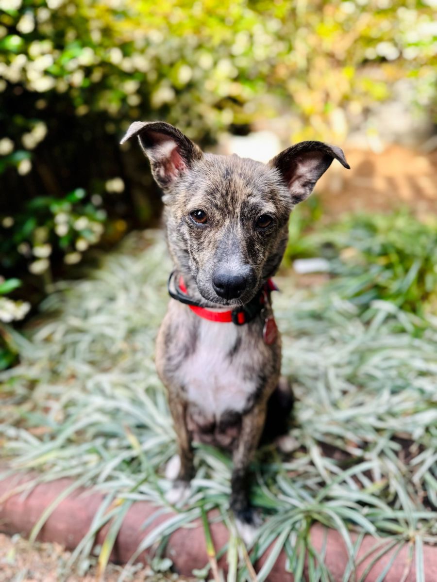 Evie - Medium Female Mixed Breed Mix Dog in NSW - PetRescue