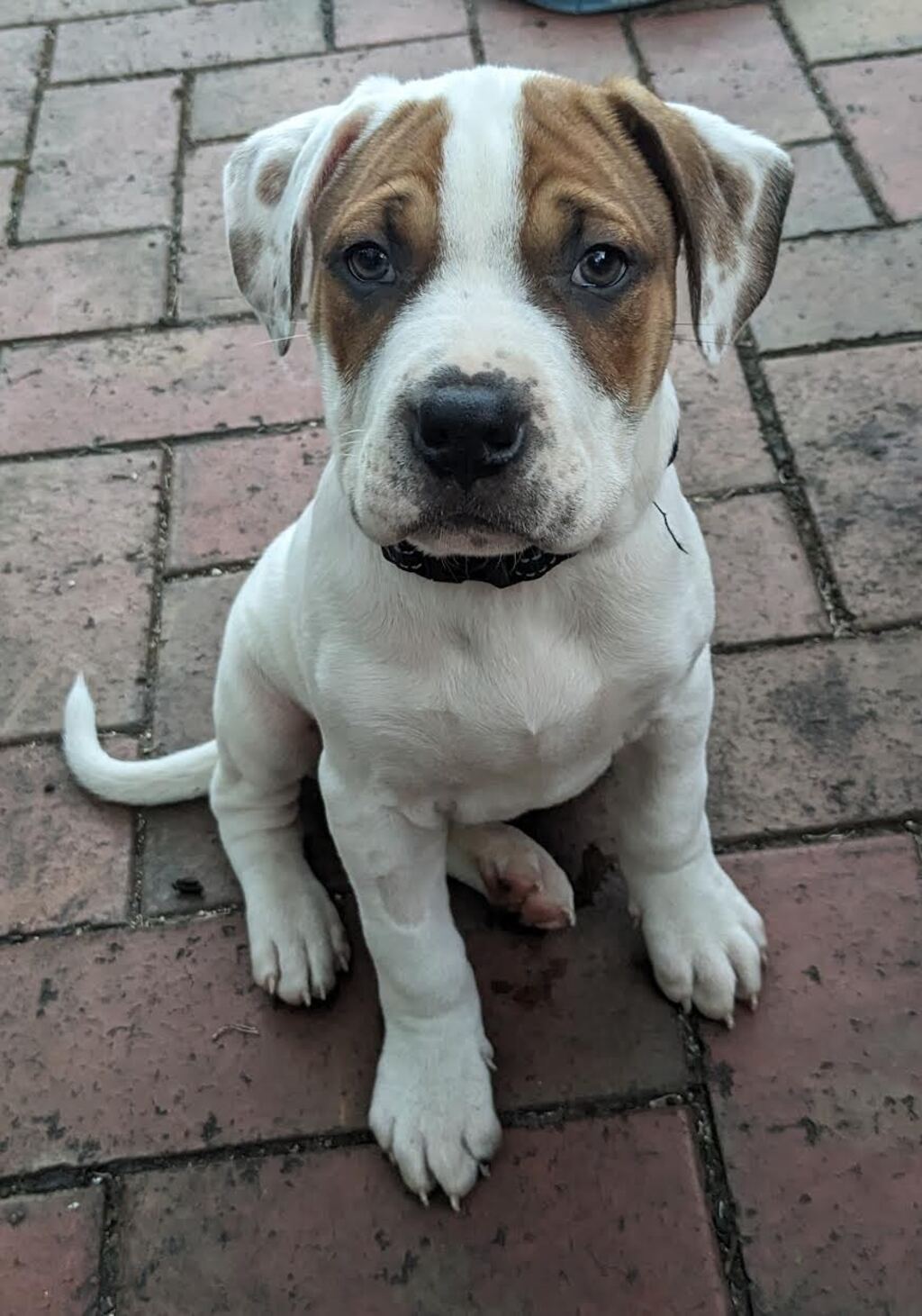 Chip - Large Male Staffy Mix Dog in VIC - PetRescue