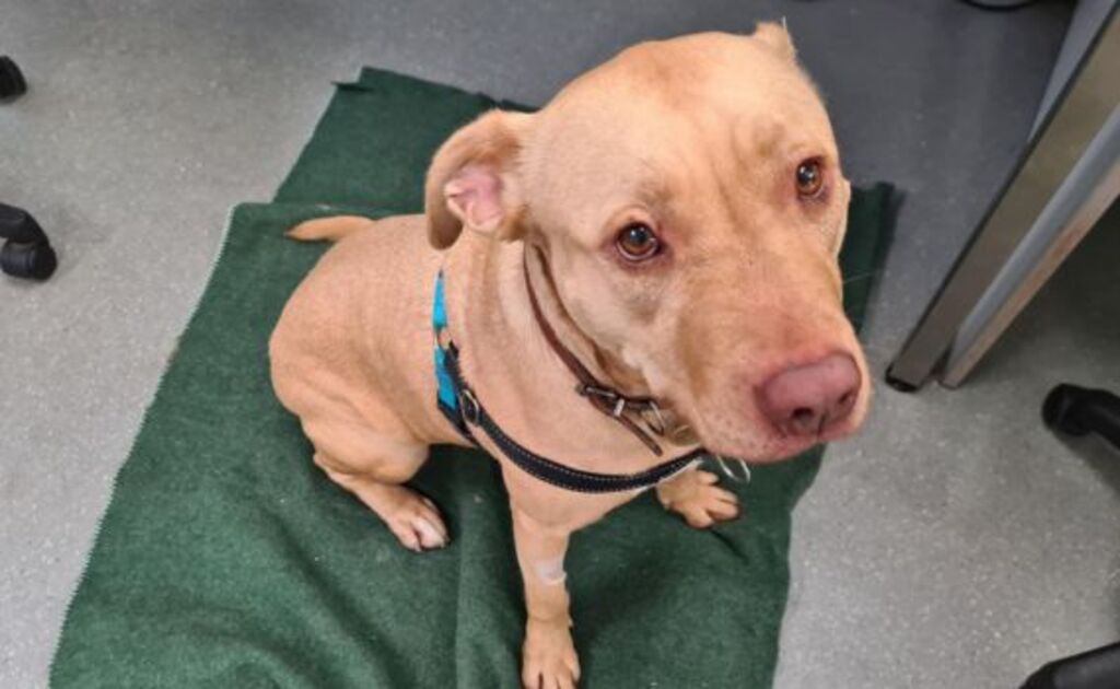 Sabrina Spellman - Medium Female American Staffy Mix Dog in VIC - PetRescue